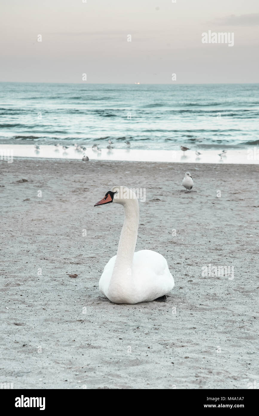 White Swan on Beach Stock Photo - Alamy