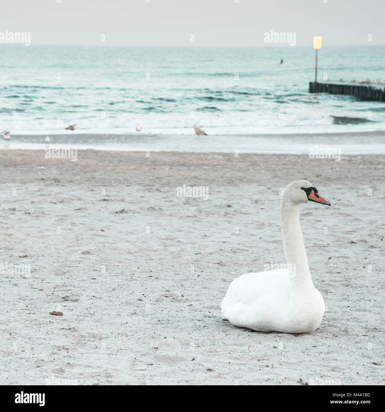 White Swan on Beach Stock Photo - Alamy