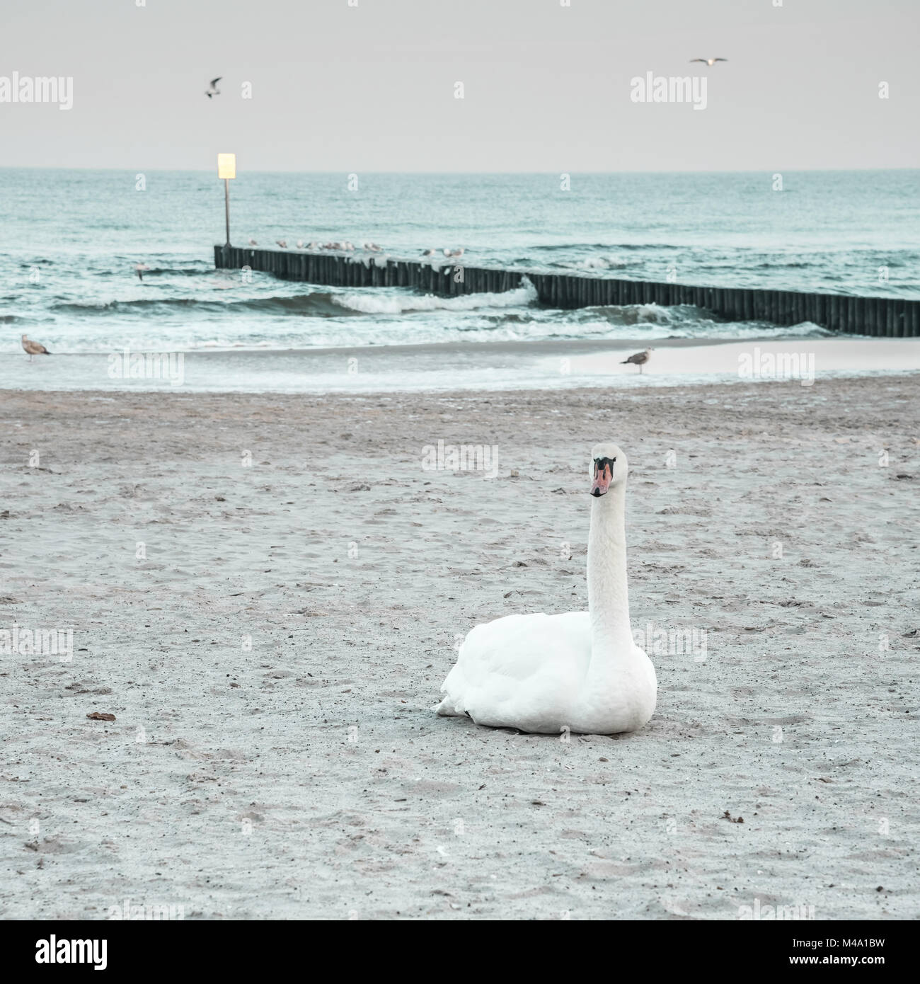 White Swan on Beach Stock Photo - Alamy
