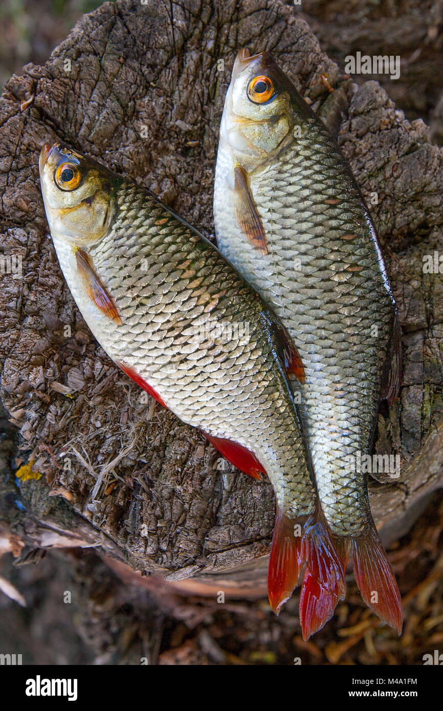 Two freshwater fish hi-res stock photography and images - Alamy