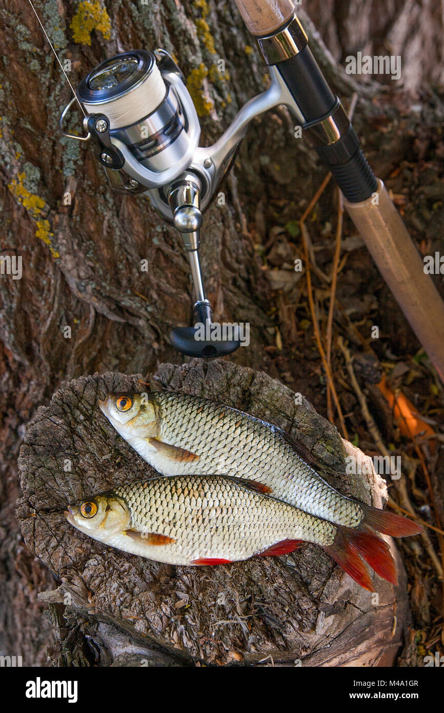 Close up view of two freshwater common rudd fish known as scardinius ...