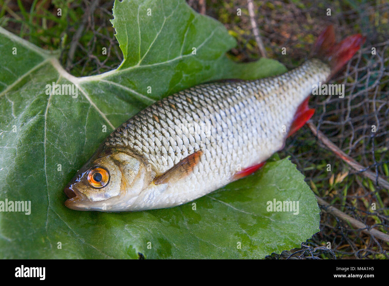 Close up view of two freshwater common rudd fish known as scardinius ...