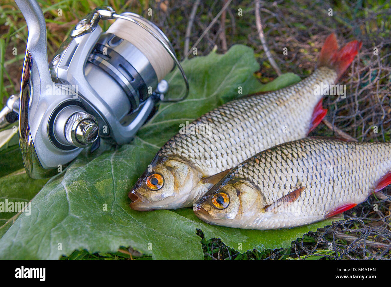 Close up view of two freshwater common rudd fish known as scardinius ...