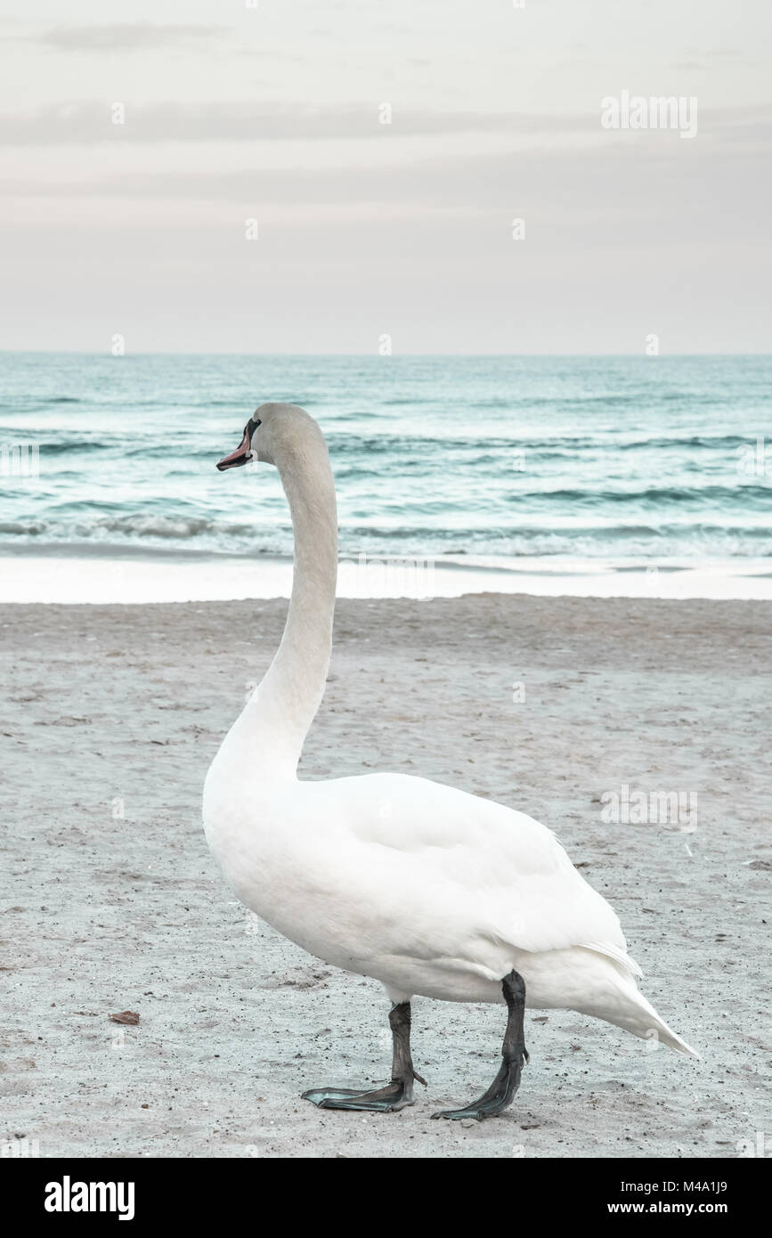 White Swan on Beach Stock Photo - Alamy