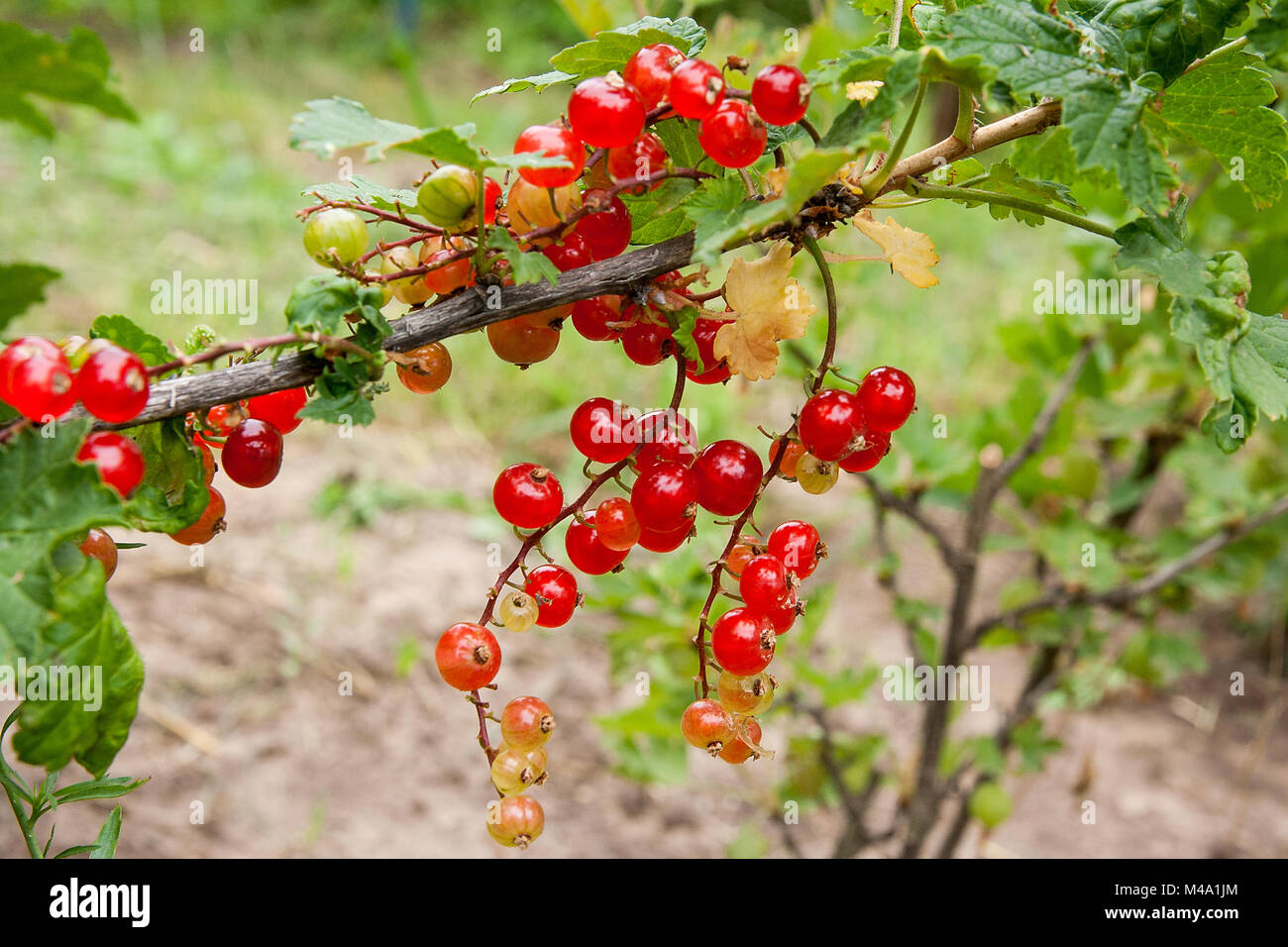 Ripe sweet fruits of currants also called currant berry. Sparkling in ...