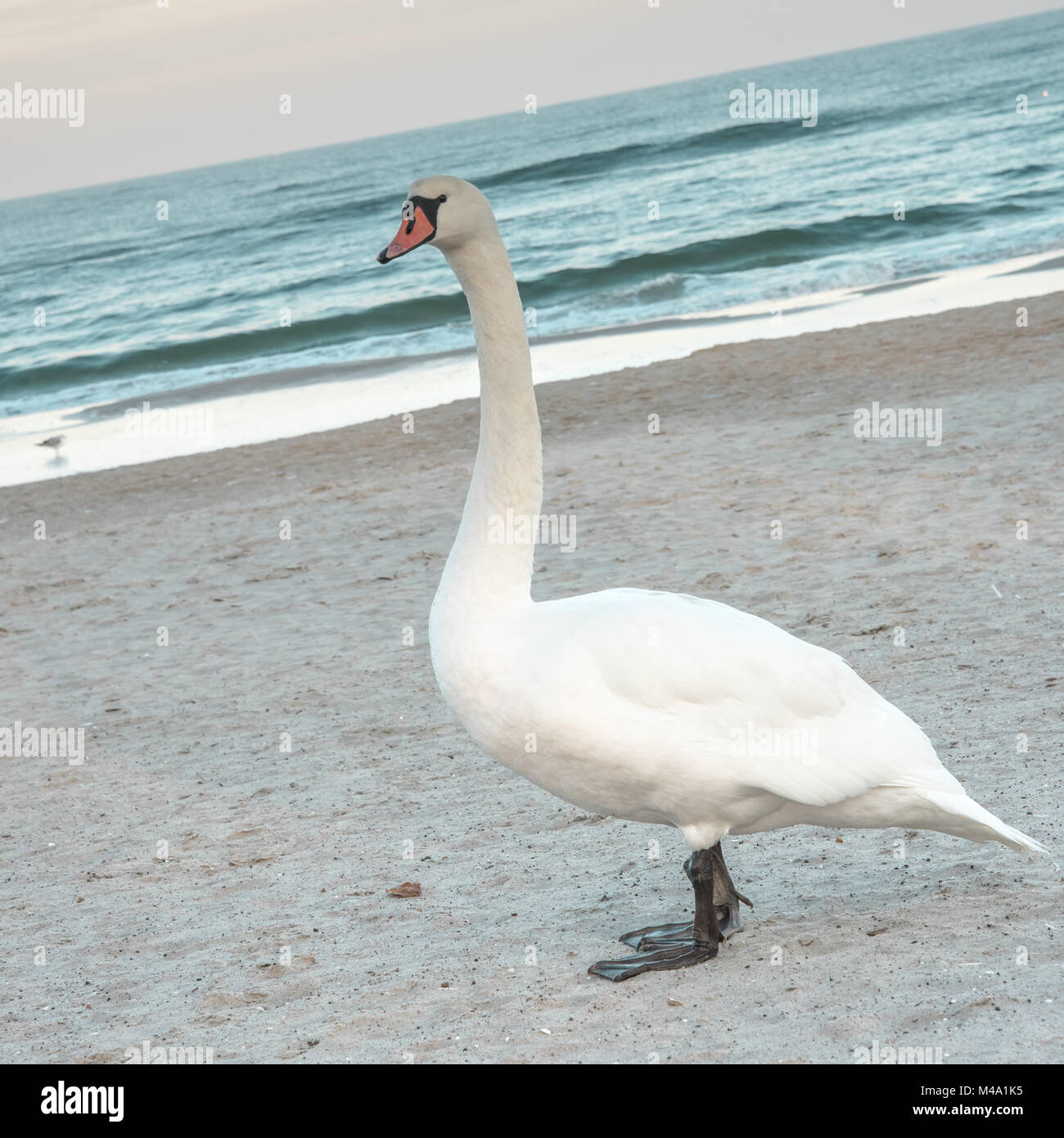 White Swan on Beach Stock Photo - Alamy