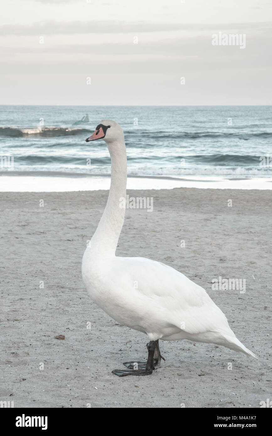 Swan paws hi-res stock photography and images - Alamy