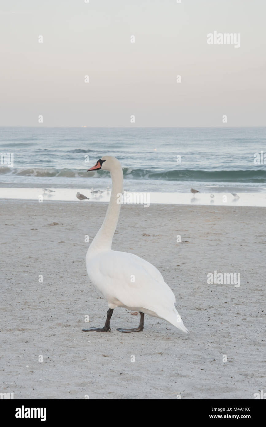 White Swan on Beach Stock Photo - Alamy