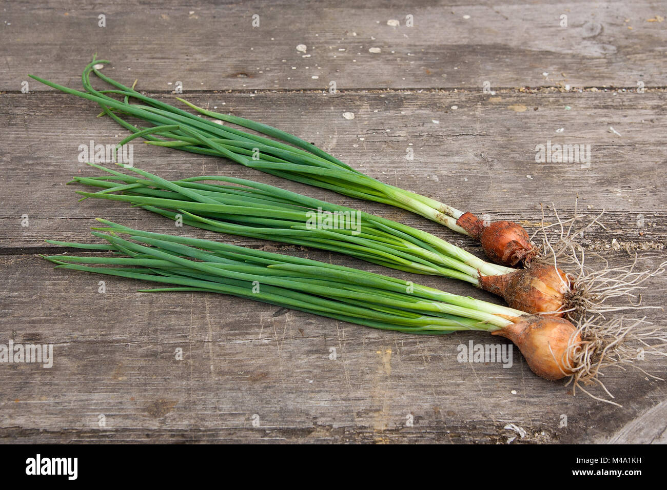 Spring onions are rich in vitamins,minerals and natural compound. Green ...
