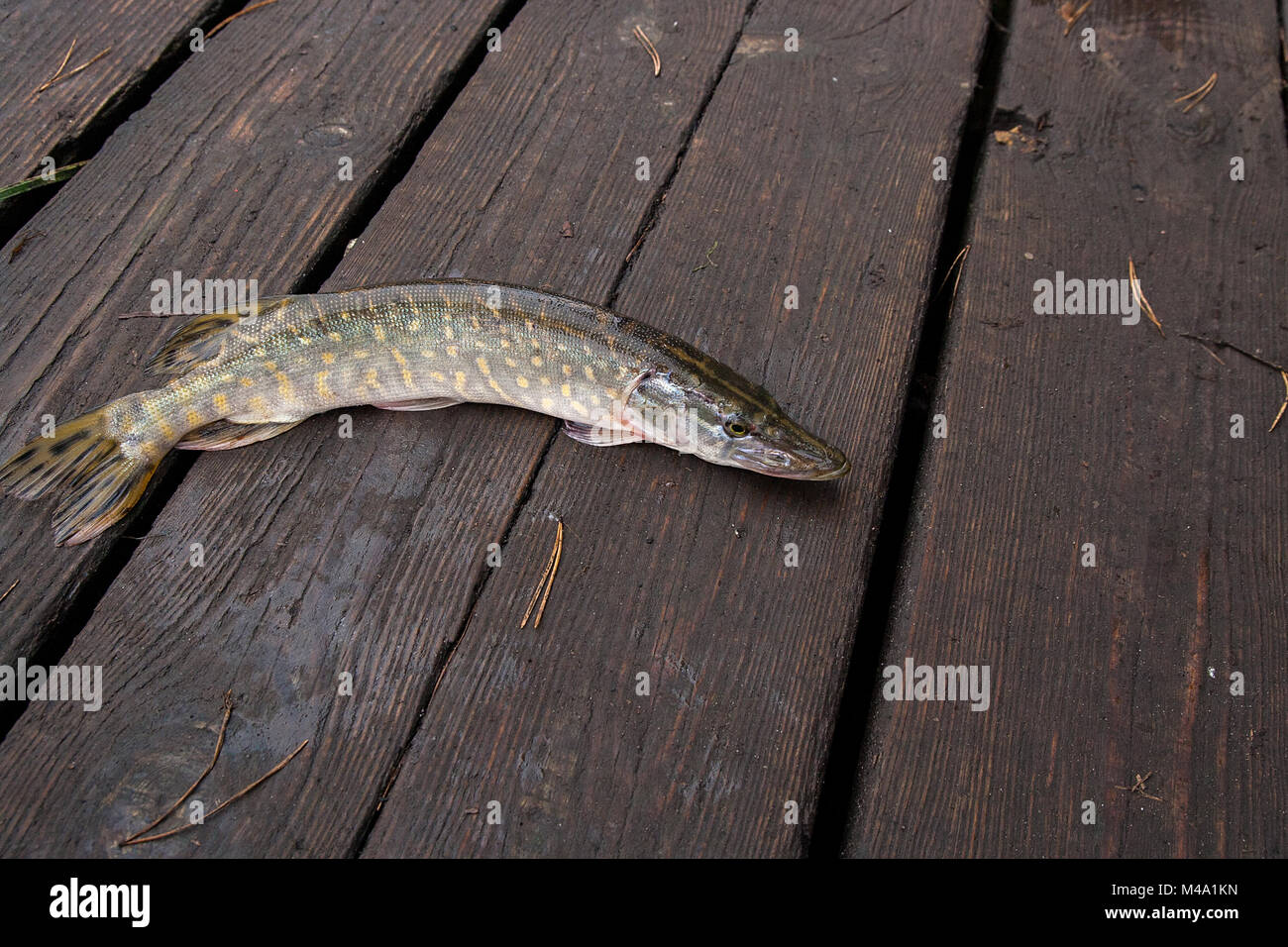 Freshwater Northern pike fish know as Esox Lucius on vintage wooden ...