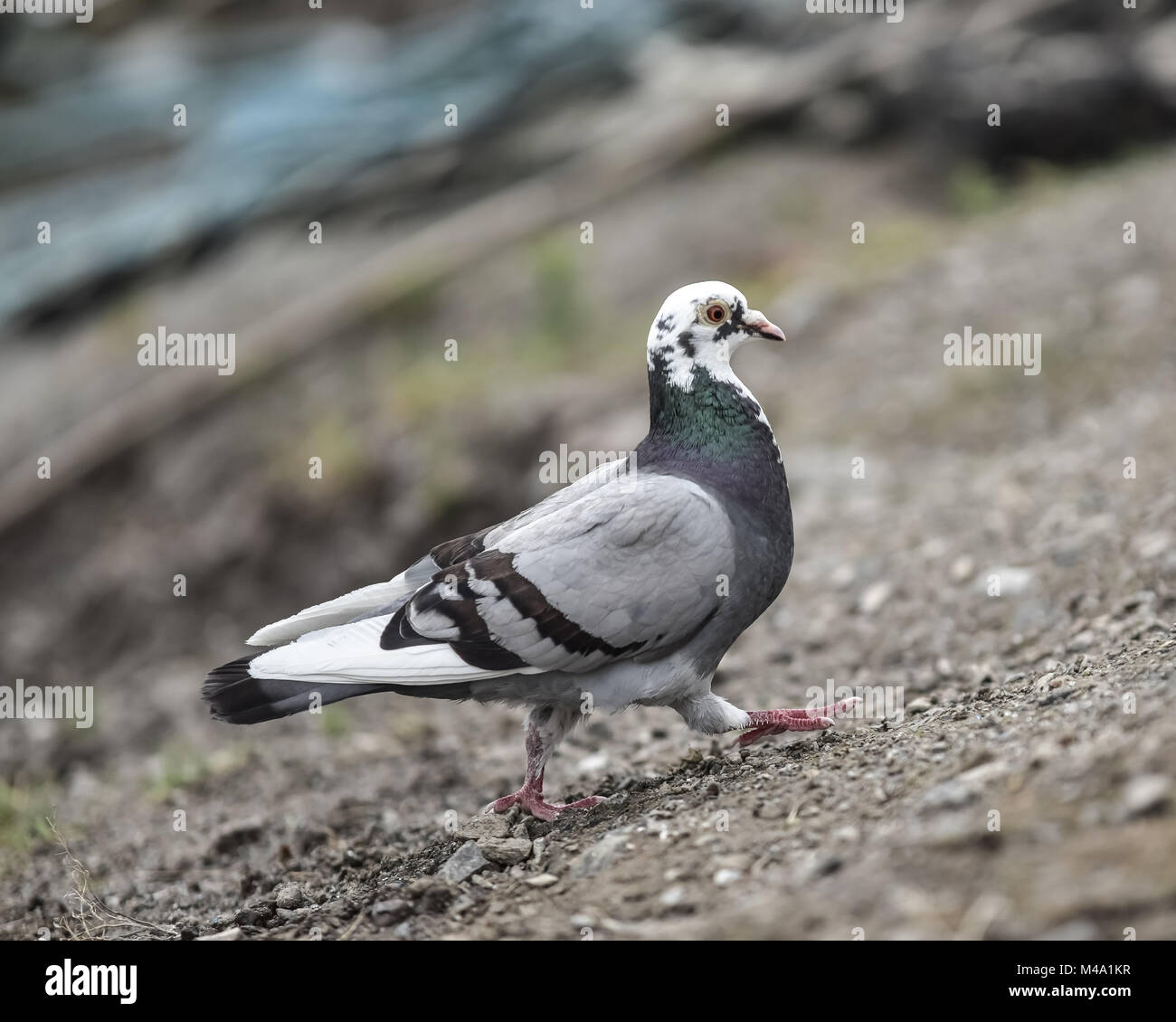 Natural pigeon control hi-res stock photography and images - Alamy