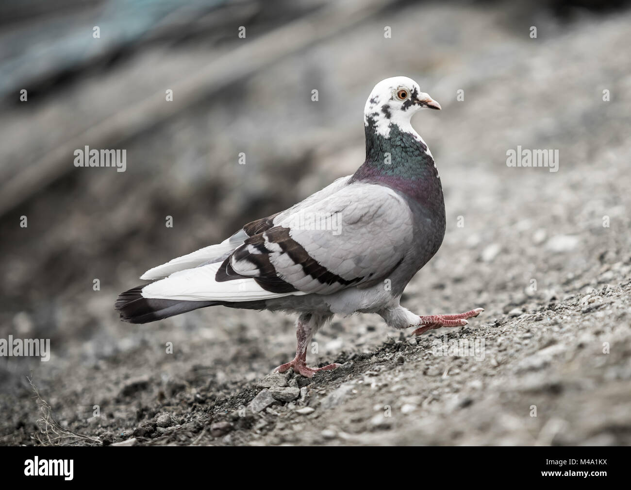 City racing dublin hi-res stock photography and images - Alamy