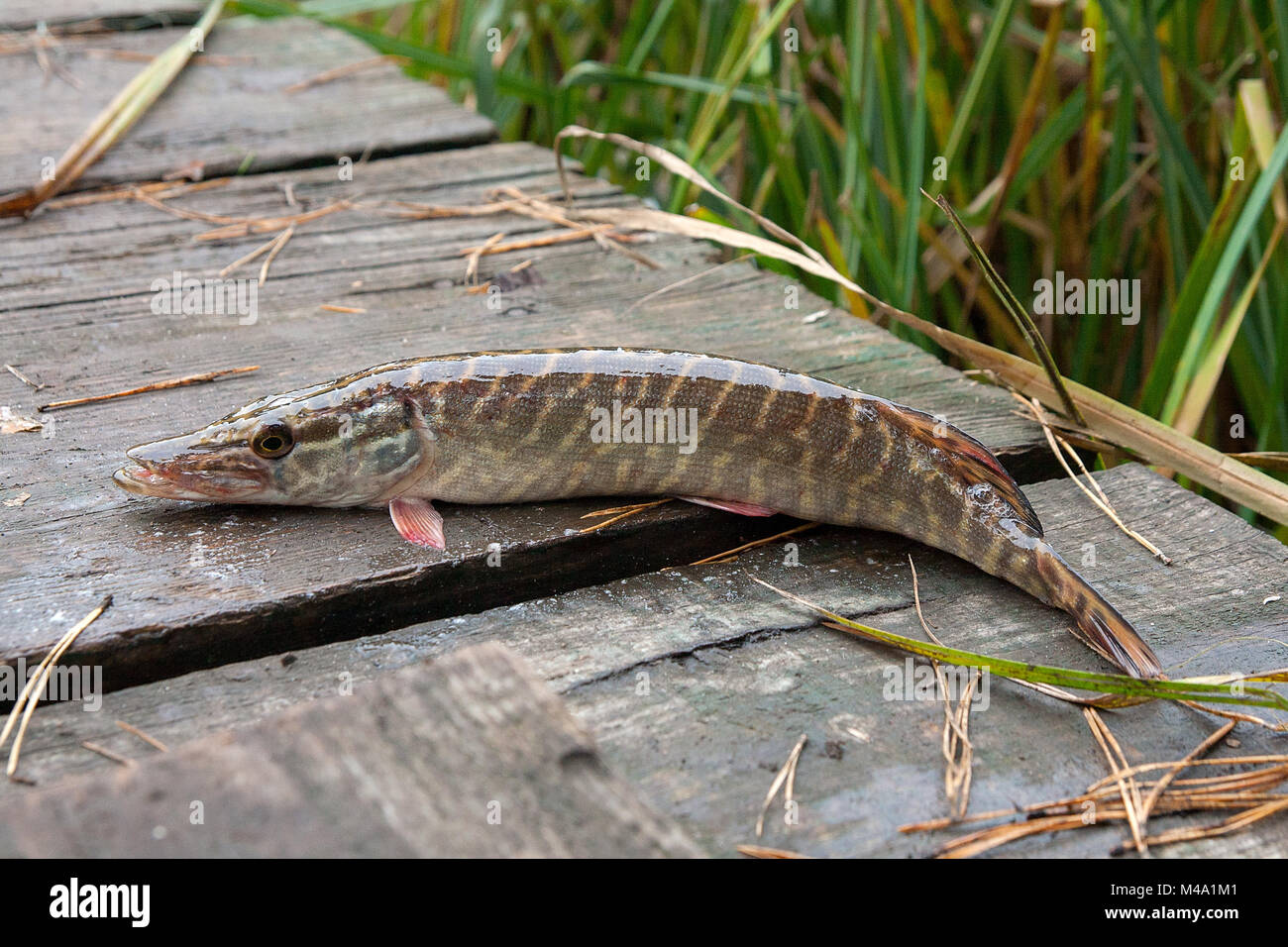 Freshwater Northern pike fish know as Esox Lucius on vintage wooden ...