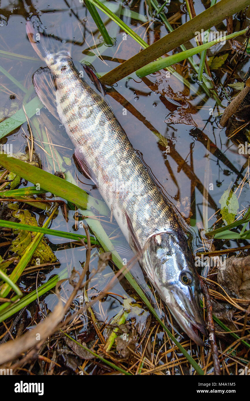 Freshwater Northern pike fish know as Esox Lucius in the water. Fishing ...