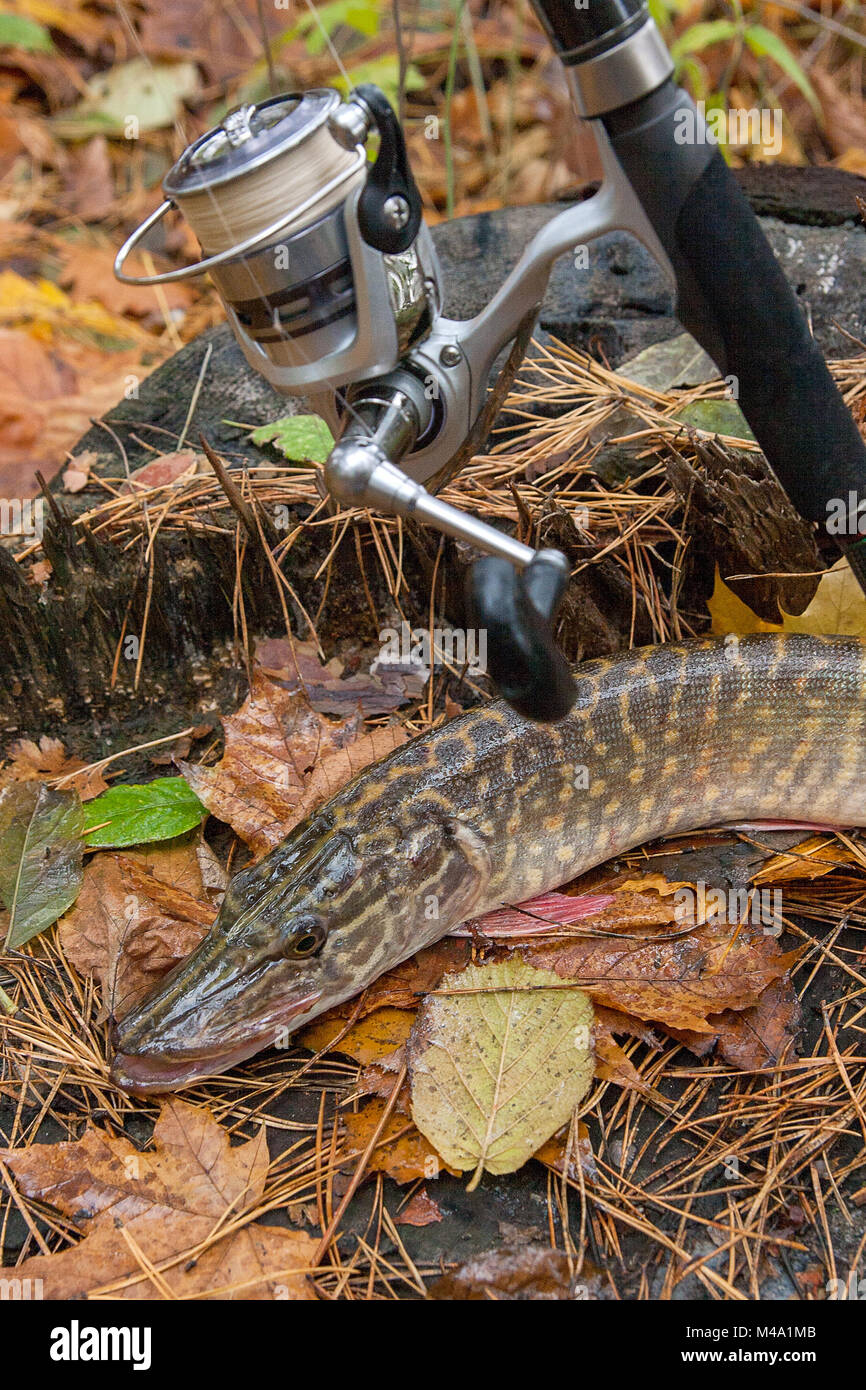 Freshwater Northern pike fish know as Esox Lucius lying on a wooden ...