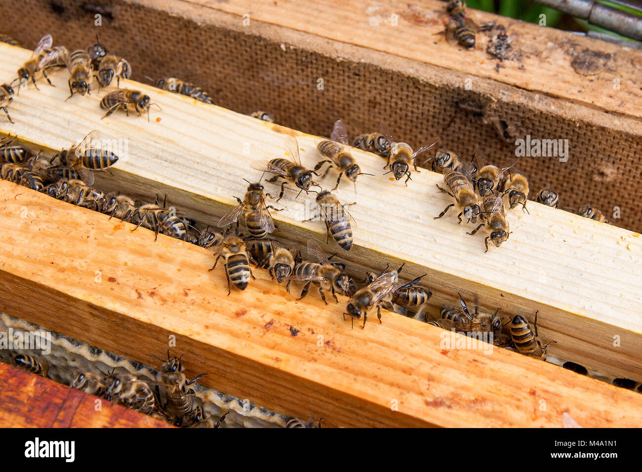 Close up view of the opened hive body showing the frames populated by ...