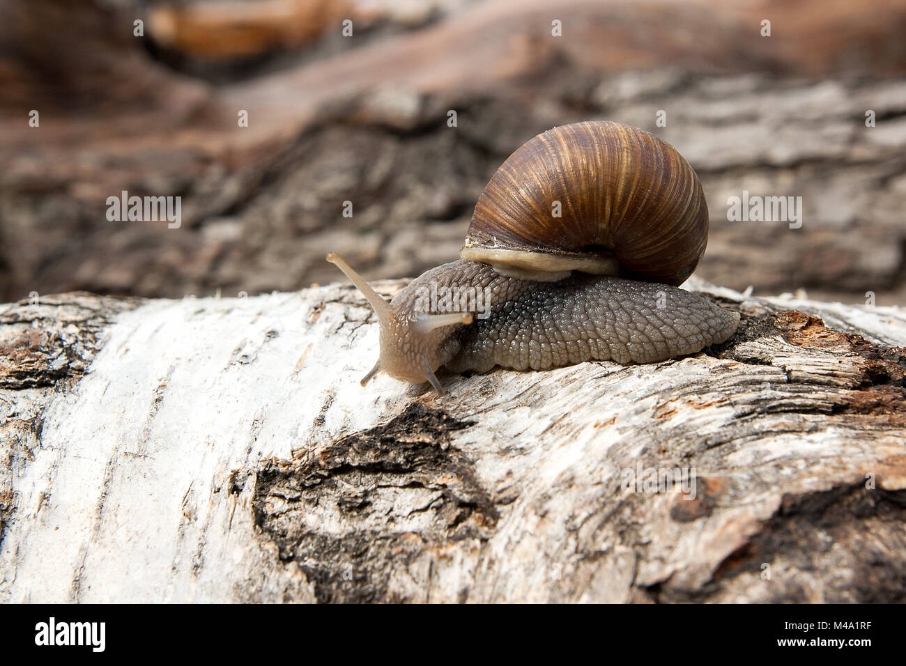 Roman Snail - Helix pomatia. Helix pomatia, common names the Roman ...