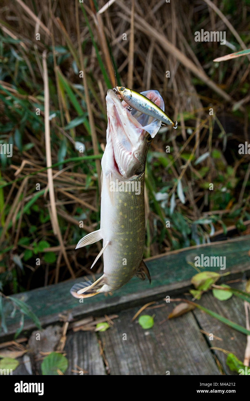 Freshwater Northern pike fish know as Esox Lucius. Fishing concept ...