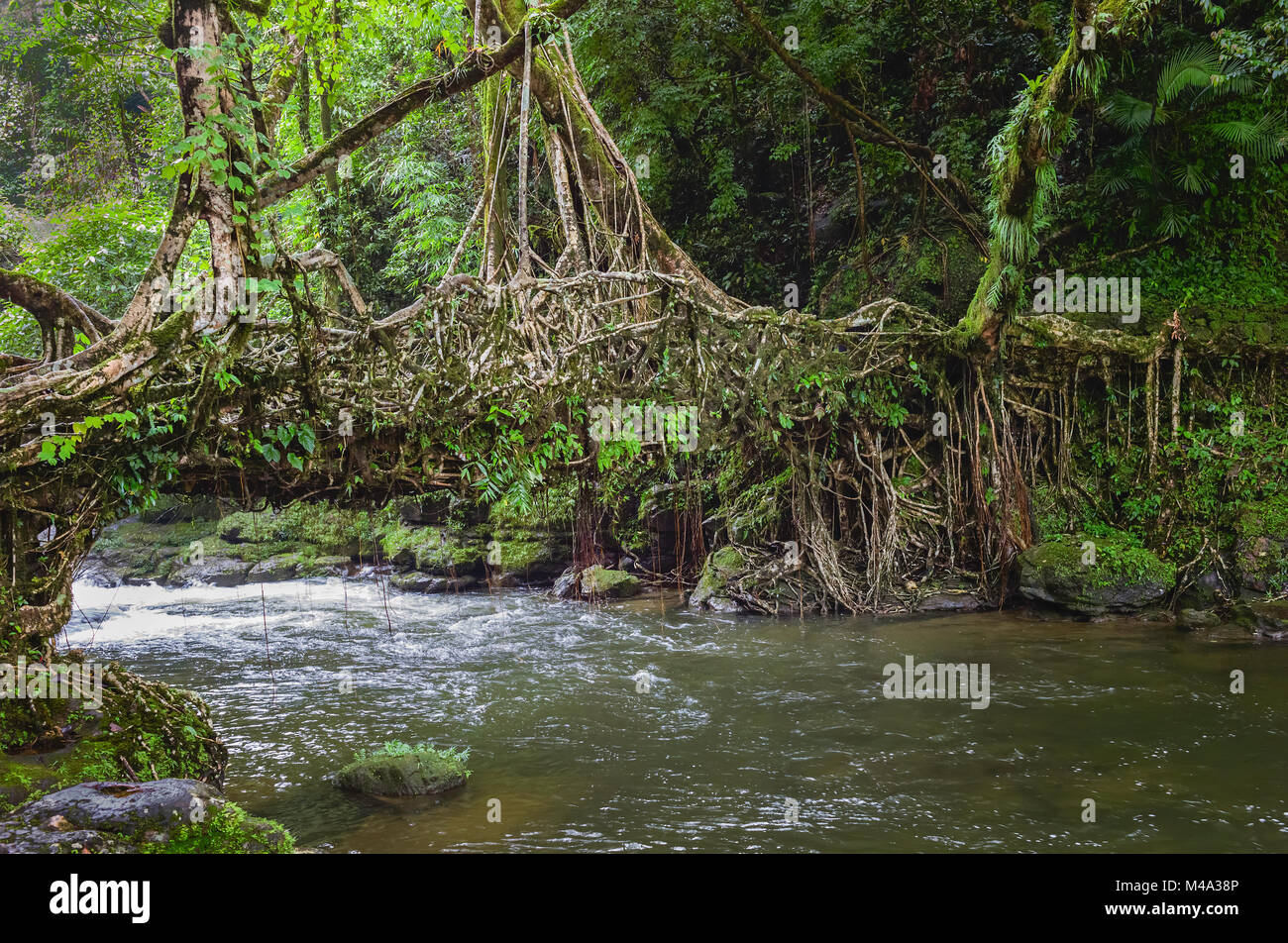 A living roots bridge over a river in deep forest surround by flora on ...