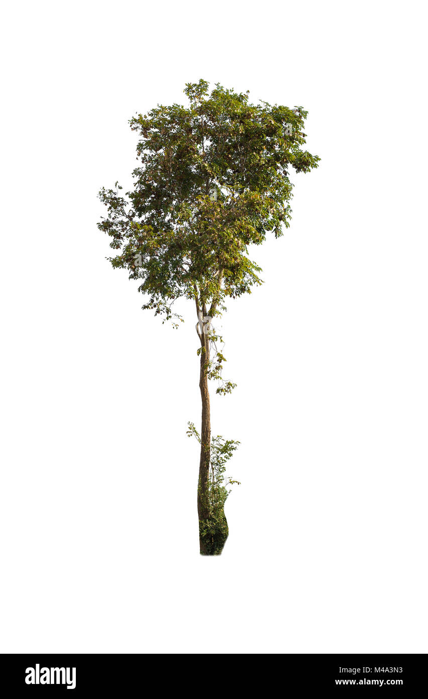 Isolated trees on white background Stock Photo - Alamy