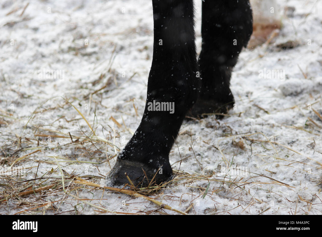 hooves of a black horse on the front limbs that stands on the ground ...