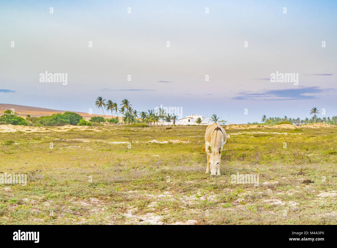Donkey eating grass hi-res stock photography and images - Alamy