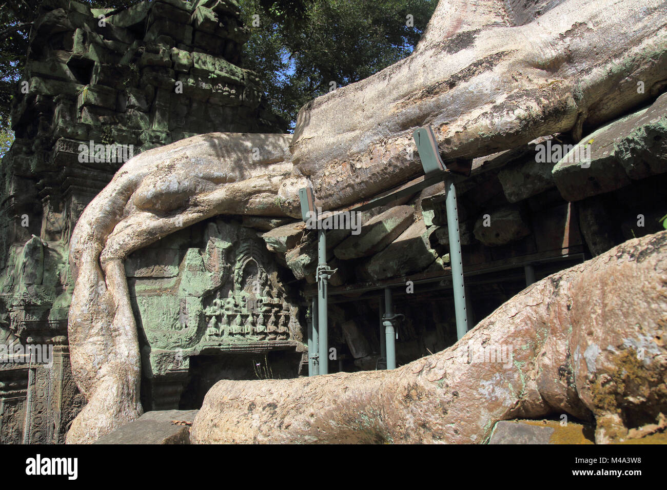 metal brackets support the banyan trees taking over the ancient ...