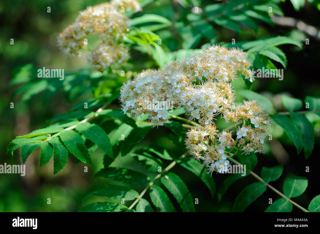 Rowan Flowering High Resolution Stock Photography and Images - Alamy