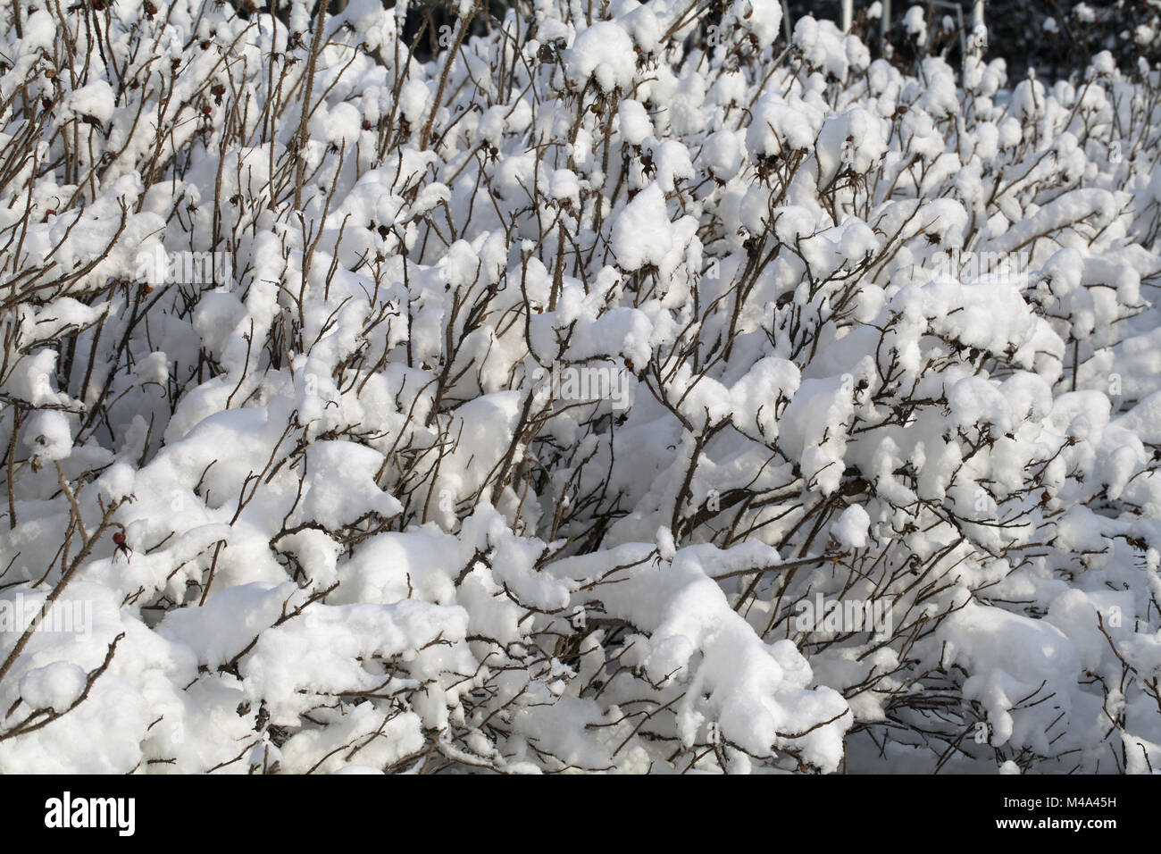Bush covered with snow Stock Photo - Alamy