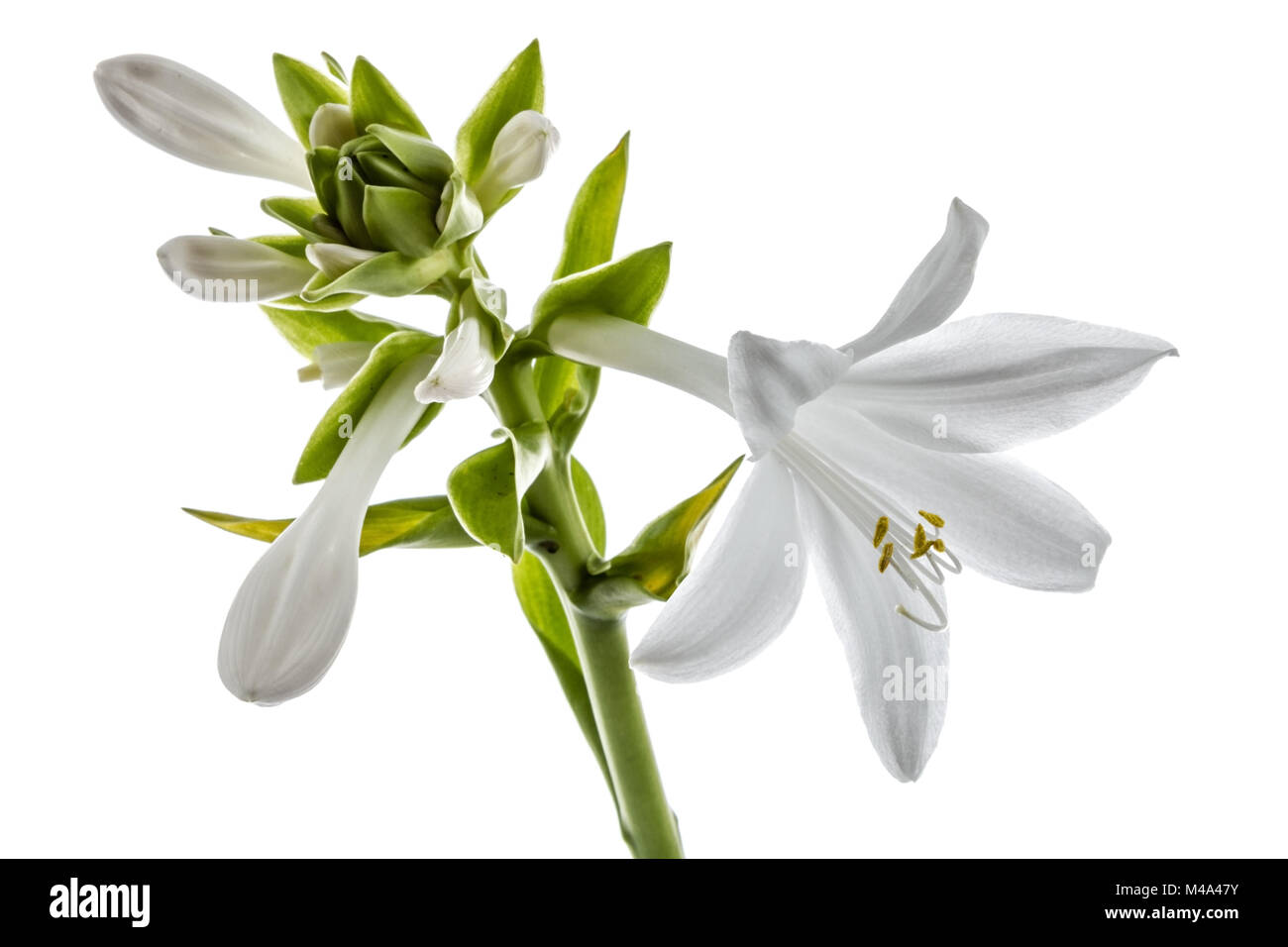Flowers Hosts, lat. Hosta, isolated on white background Stock Photo - Alamy