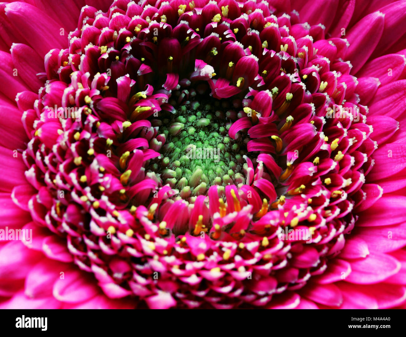 Beautiful bright pink gerbera Stock Photo - Alamy