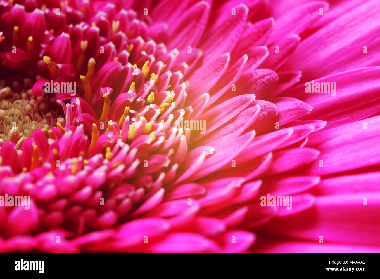 Beautiful bright pink gerbera Stock Photo - Alamy
