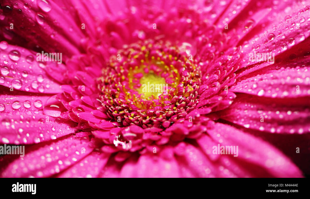 Gerbera up close hi-res stock photography and images - Alamy