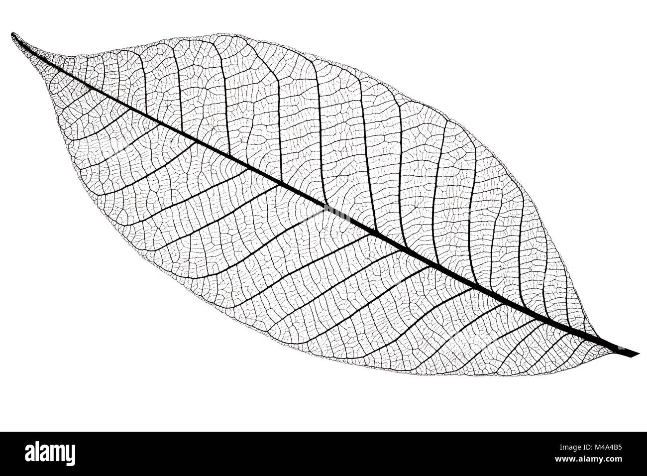 Cherry Leaf Drawing