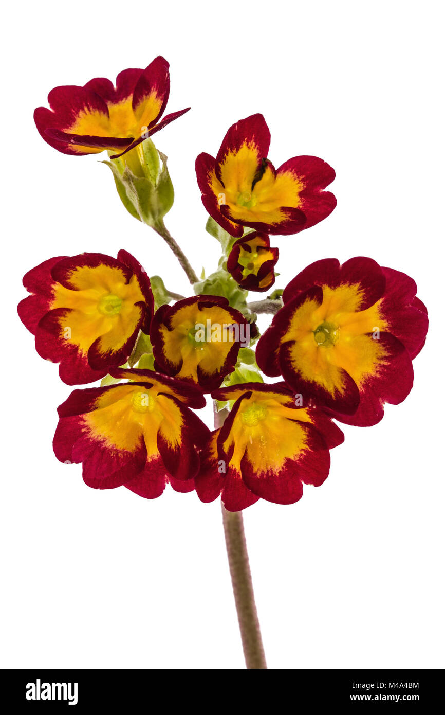 Flowers of primrose, isolated on white background Stock Photo - Alamy