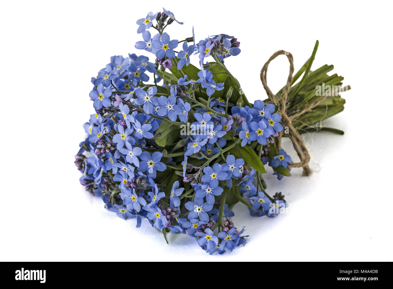 Bouquet of blue forget-me-not, isolated on white background Stock Photo ...