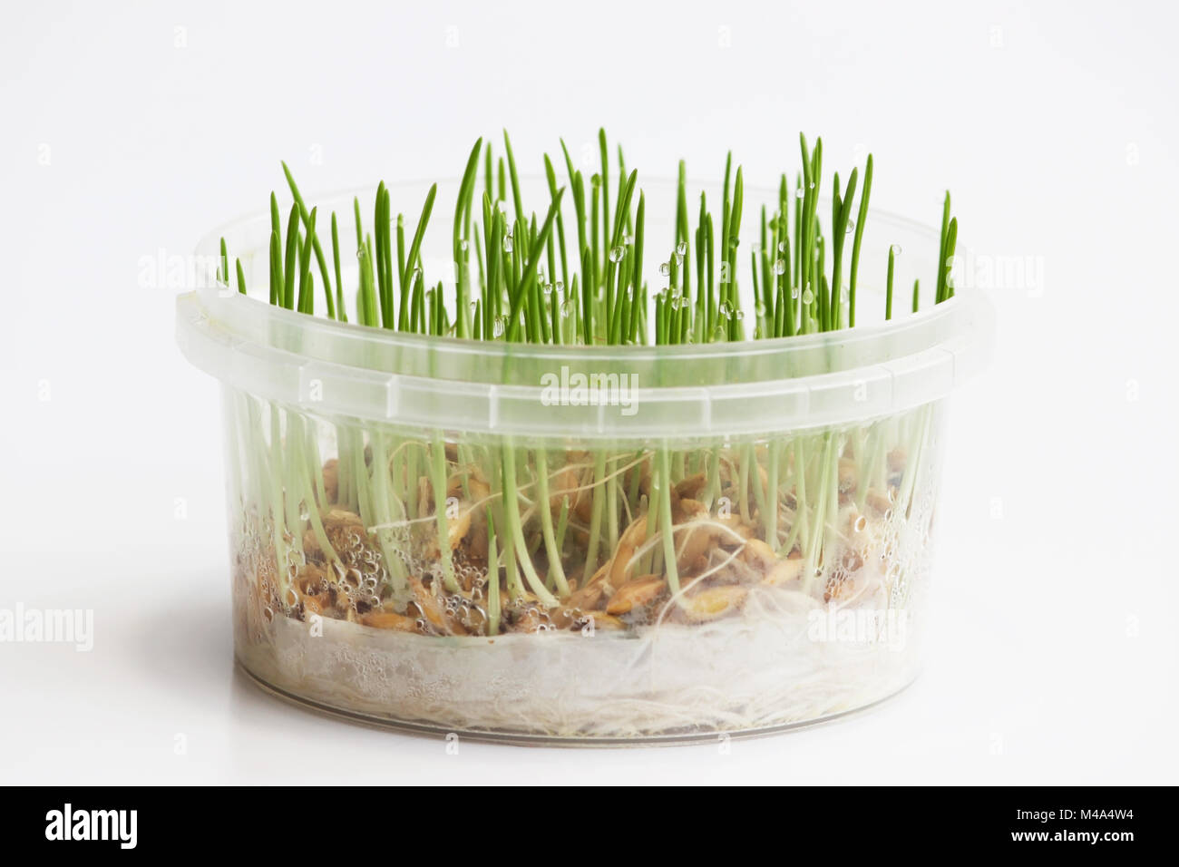 young sprouts of oats sprouted for cats in the winter to improve ...