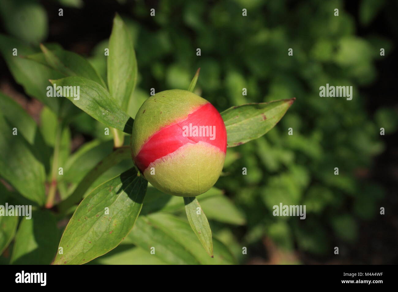 Peony budding hi-res stock photography and images - Alamy