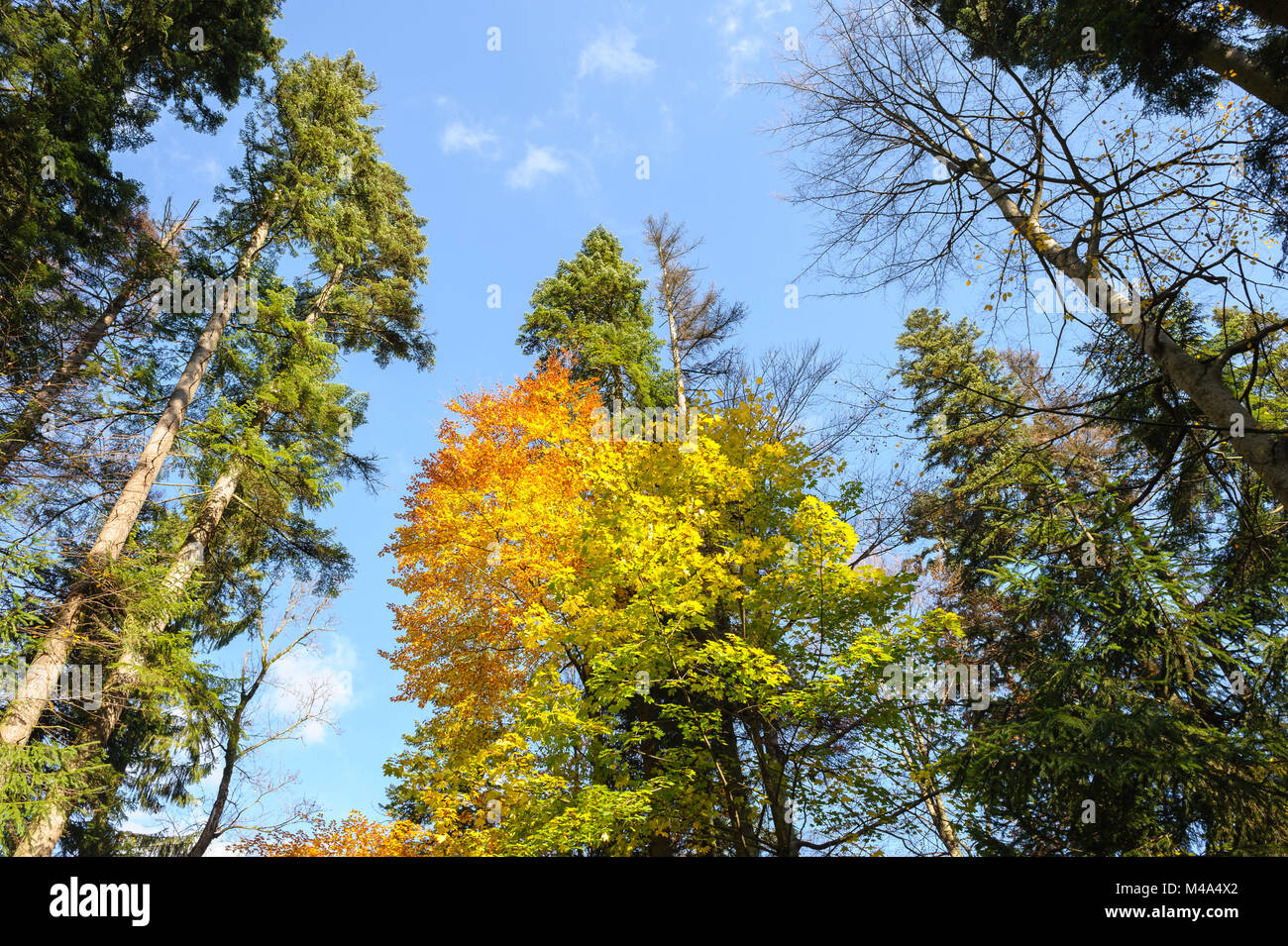 Saturated forest hi-res stock photography and images - Alamy