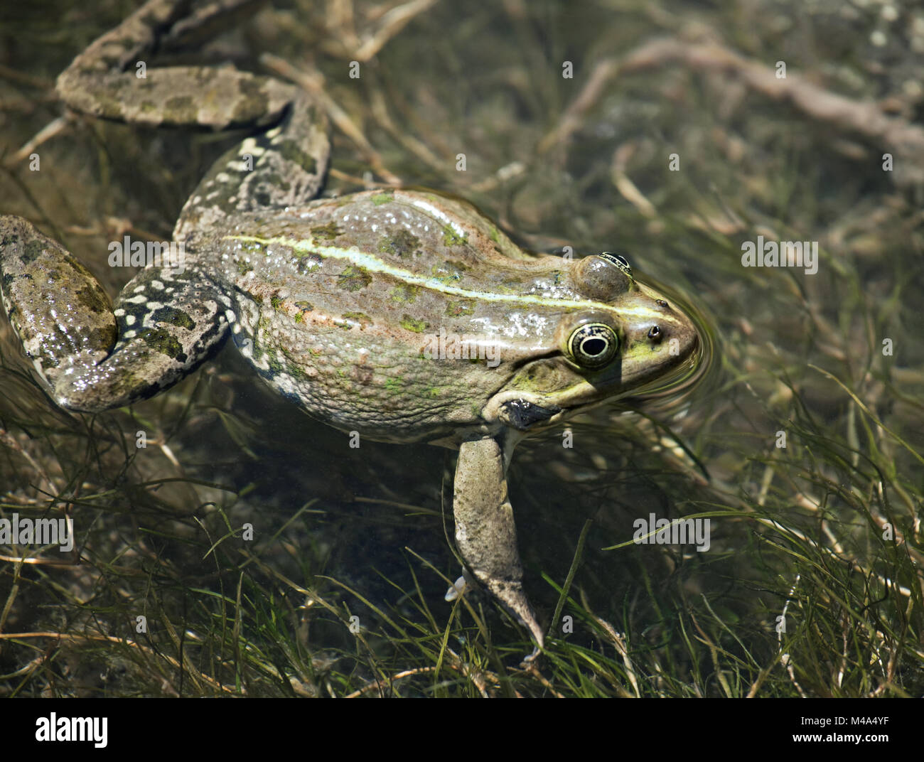 Big green frog Stock Photo - Alamy
