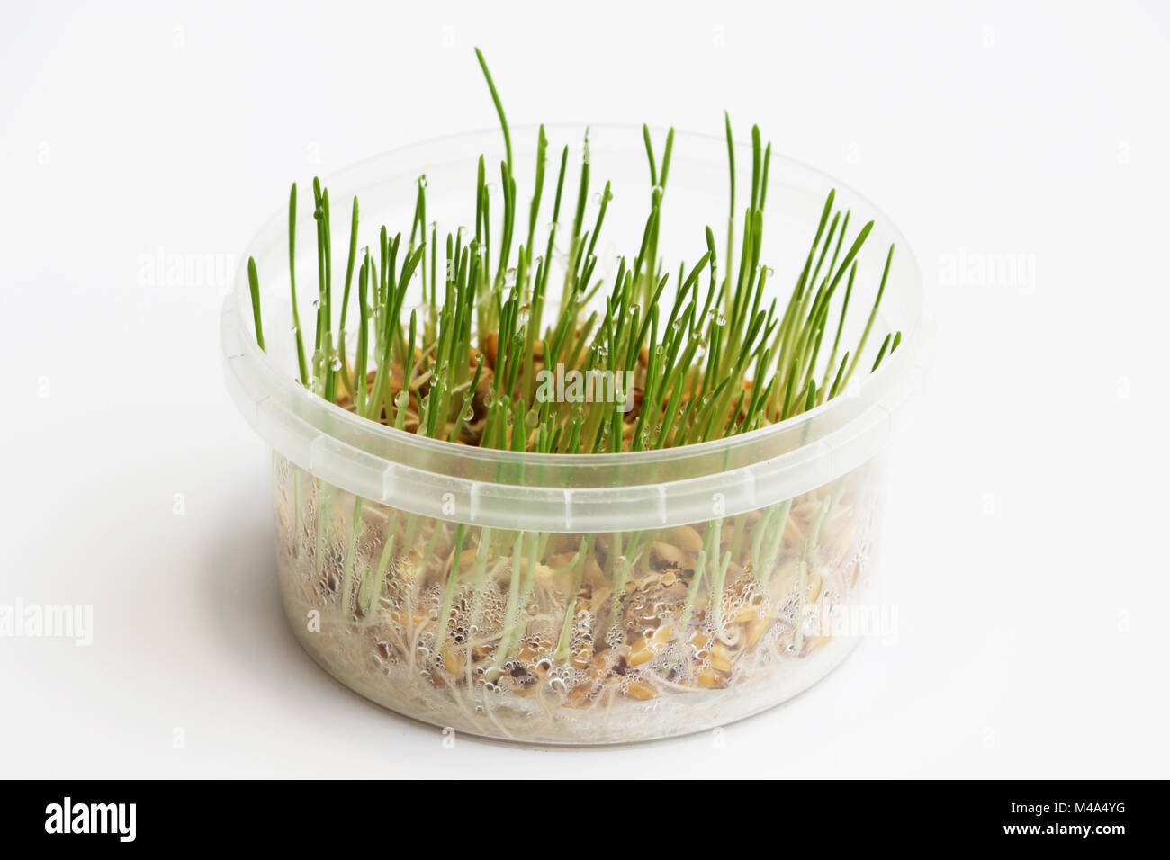 young sprouts of oats sprouted for cats in the winter to improve ...