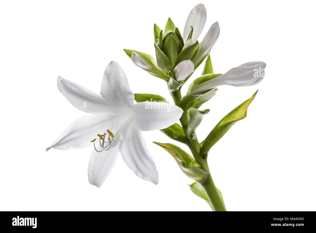 Flowers Hosts, lat. Hosta, isolated on white background Stock Photo - Alamy