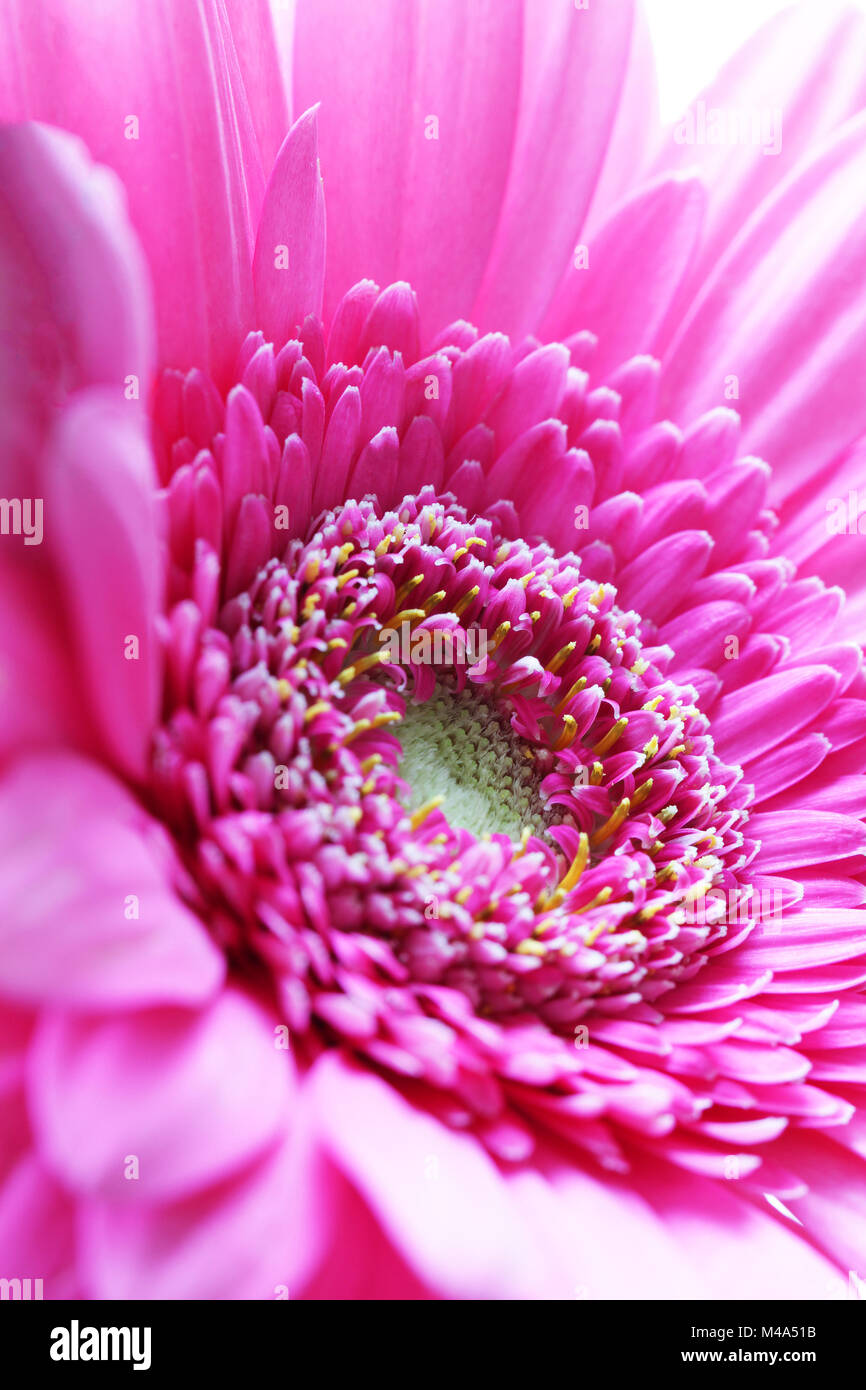 Beautiful bright hi-res stock photography and images - Alamy