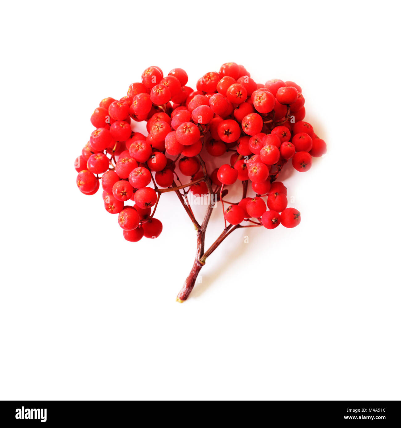 White rowan tree berries Cut Out Stock Images & Pictures - Alamy
