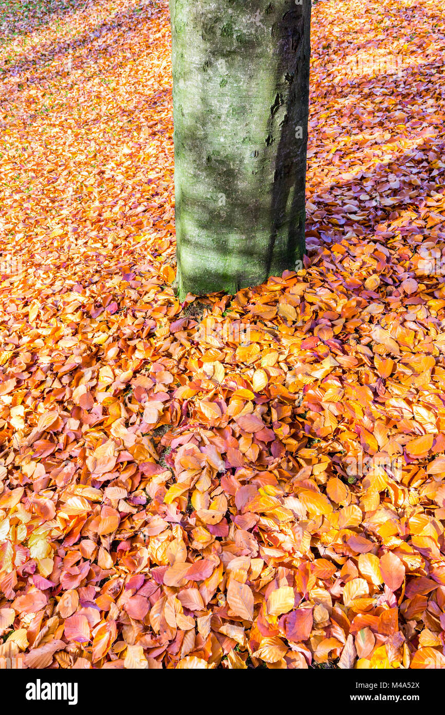 Ground covered with leaves hi-res stock photography and images - Alamy