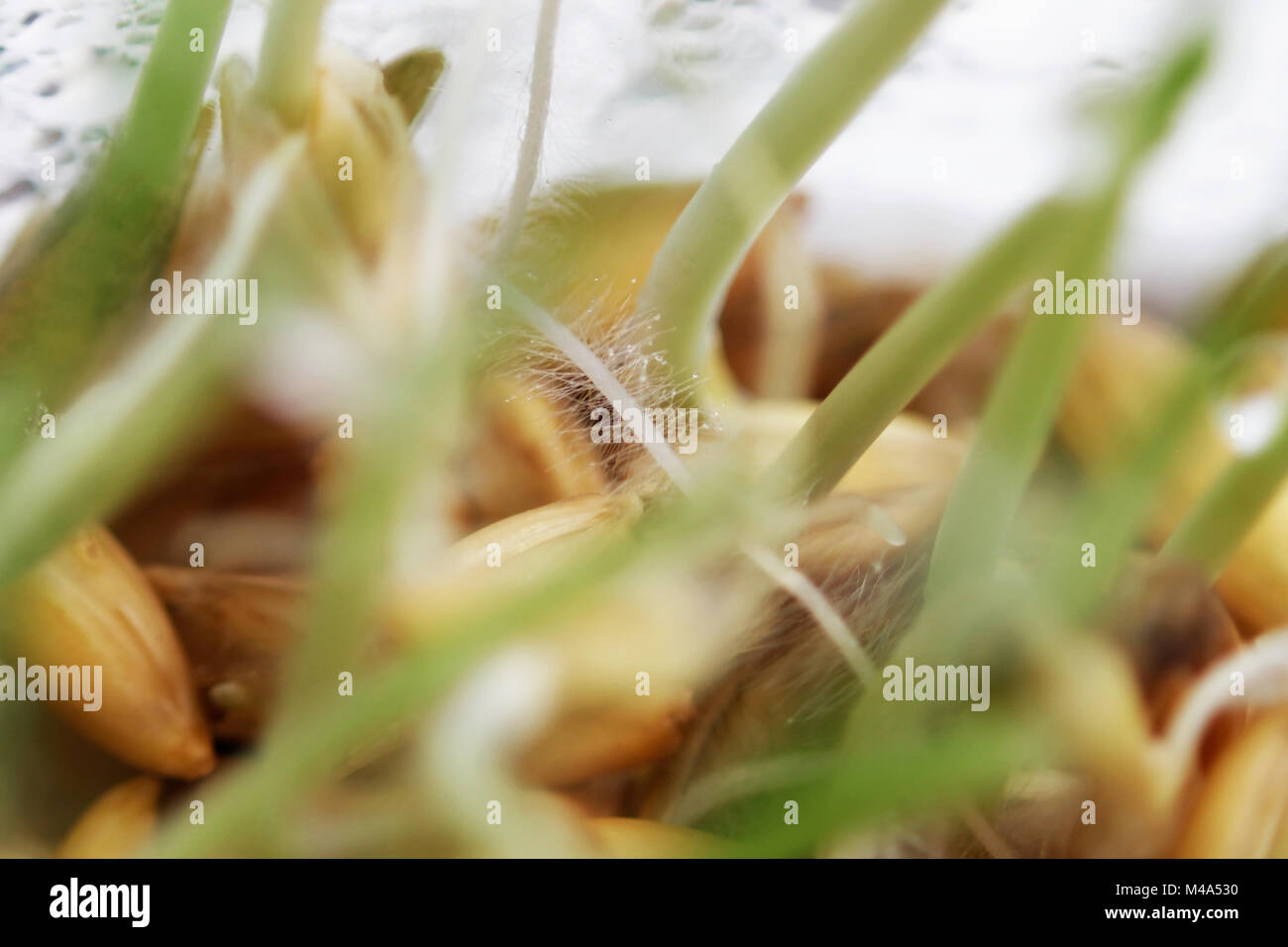 young sprouts of oats sprouted for cats in the winter to improve ...