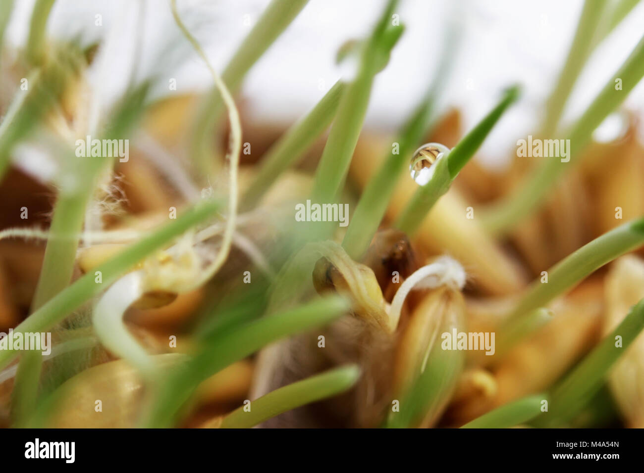 young sprouts of oats sprouted for cats in the winter to improve ...