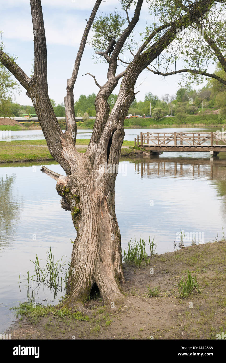 Big Willow Tree High Resolution Stock Photography and Images - Alamy