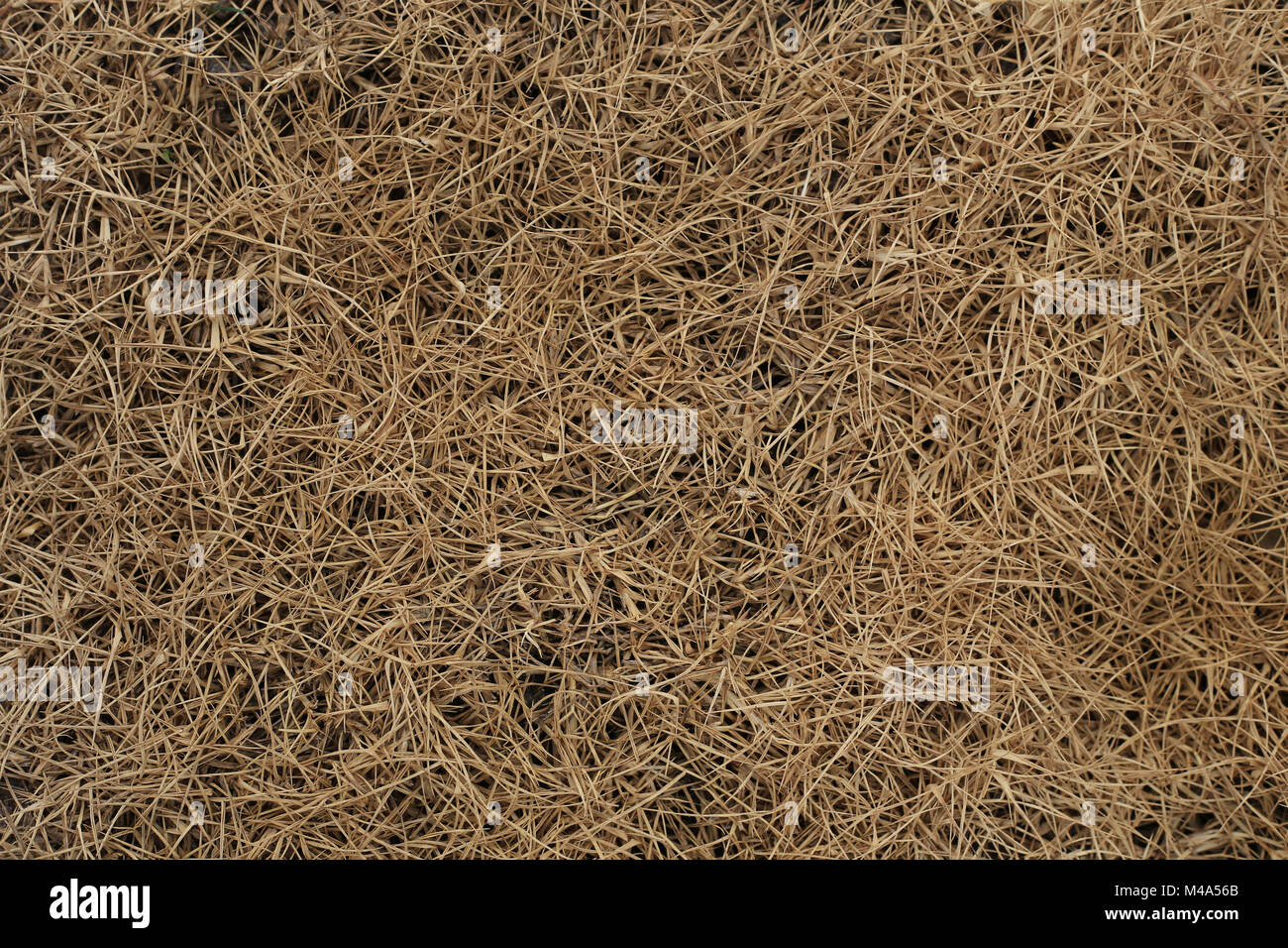 Dry grass background Stock Photo - Alamy