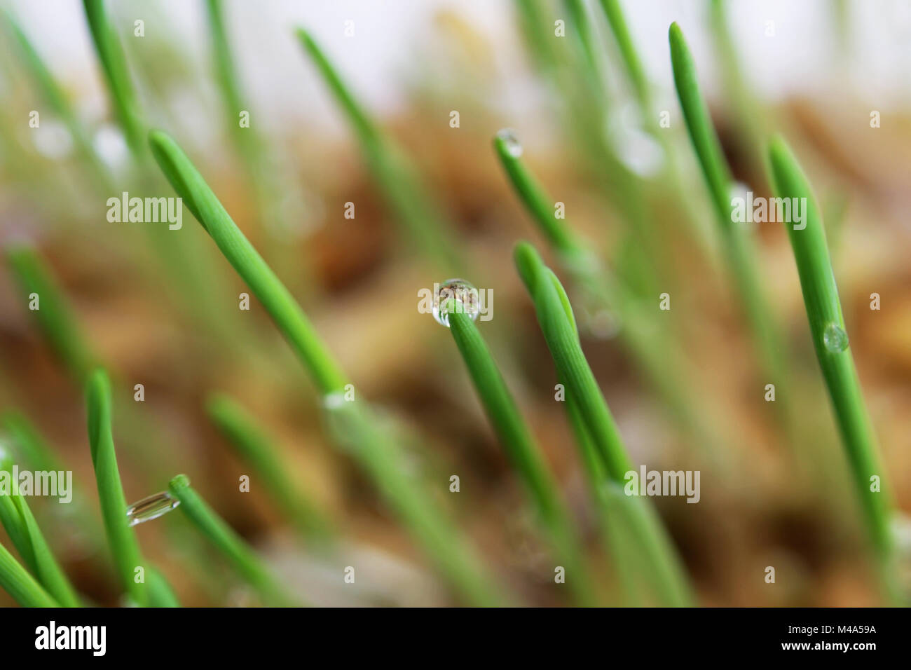 young sprouts of oats sprouted for cats in the winter to improve ...